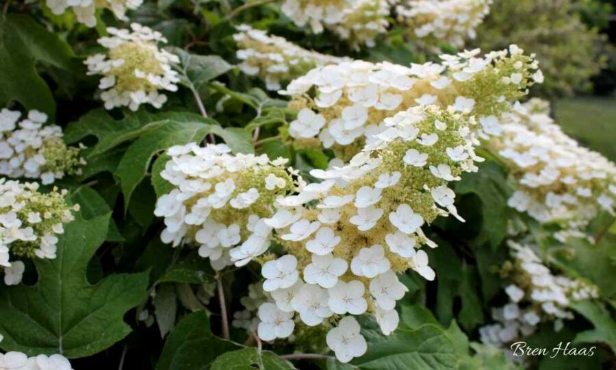 Two Incredible Hydrangeas For Home Gardens – Bren Haas