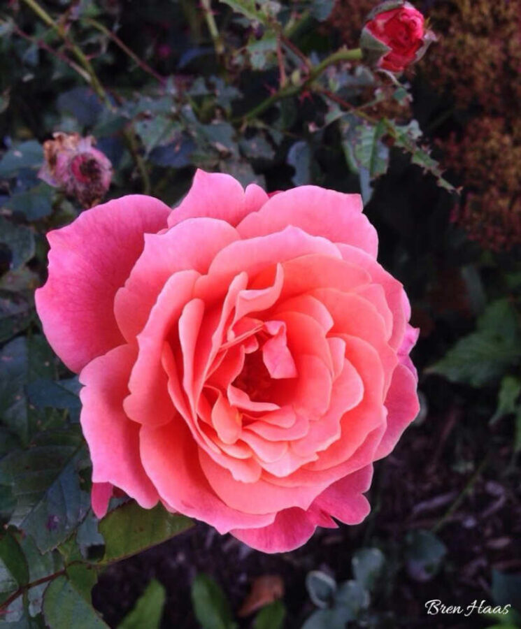 Loretta Lynn Rose in the Autumn Garden – Bren Haas