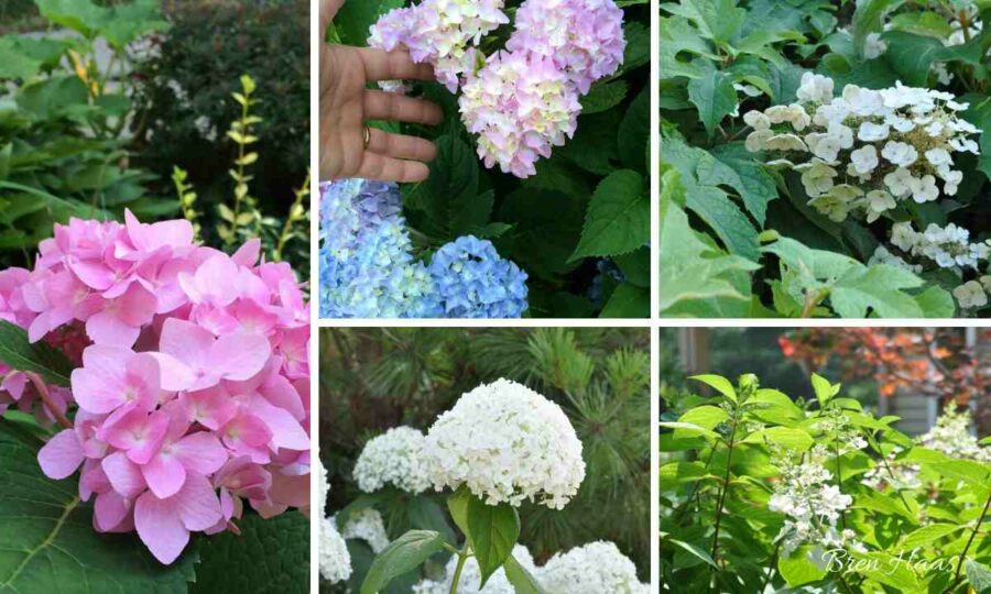 Grateful Red Hydrangea in My Ohio Garden