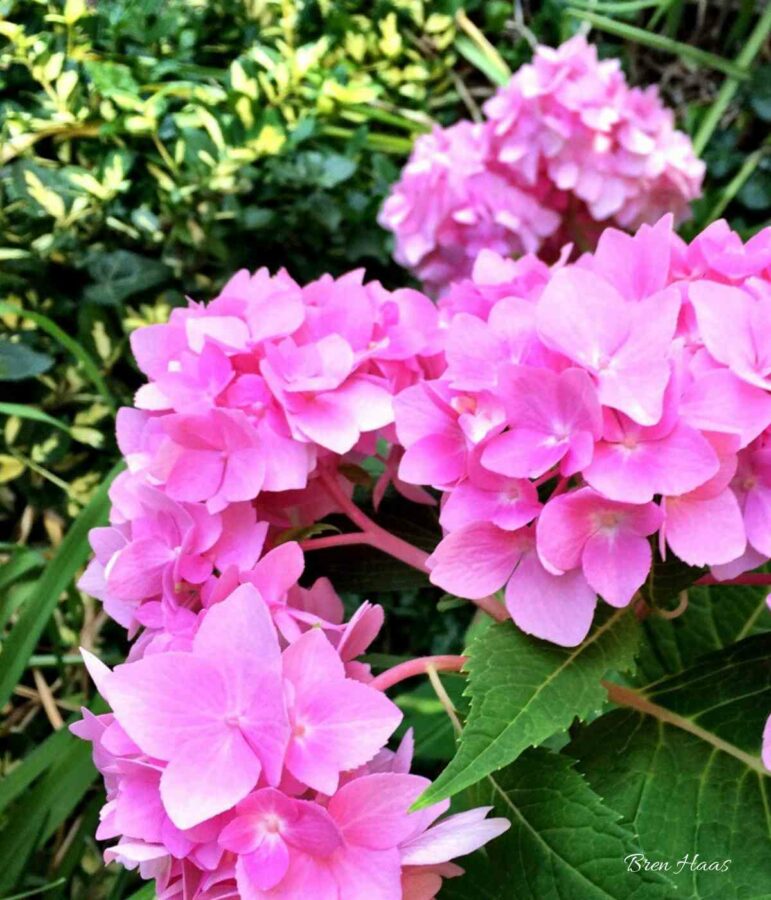 Five Different Types of Hydrangeas In My Home Garden – Bren Haas