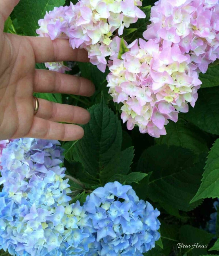 Five Different Types of Hydrangeas In My Home Garden – Bren Haas