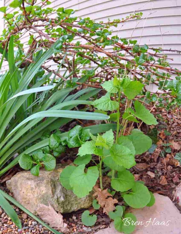 Garlic Mustard Flower Invasive in the Home Garden – Bren Haas