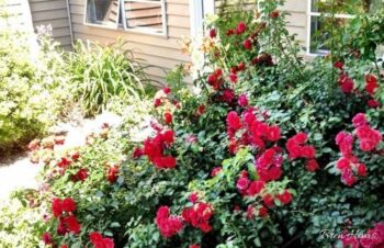 Easy Care Roses – Bren Haas