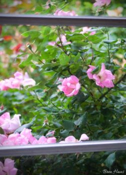 Easy Care Roses – Bren Haas