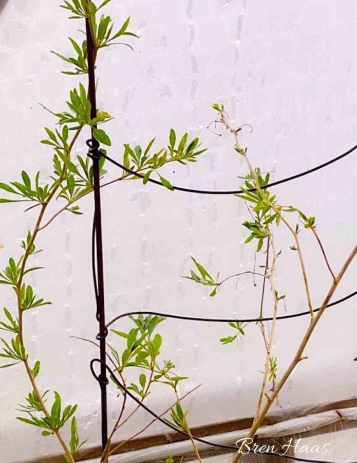 Growing Your Own Super Food Goji Berry – Bren Haas