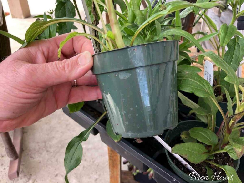 Trialing New Plants by Darwin Perennials – Bren Haas