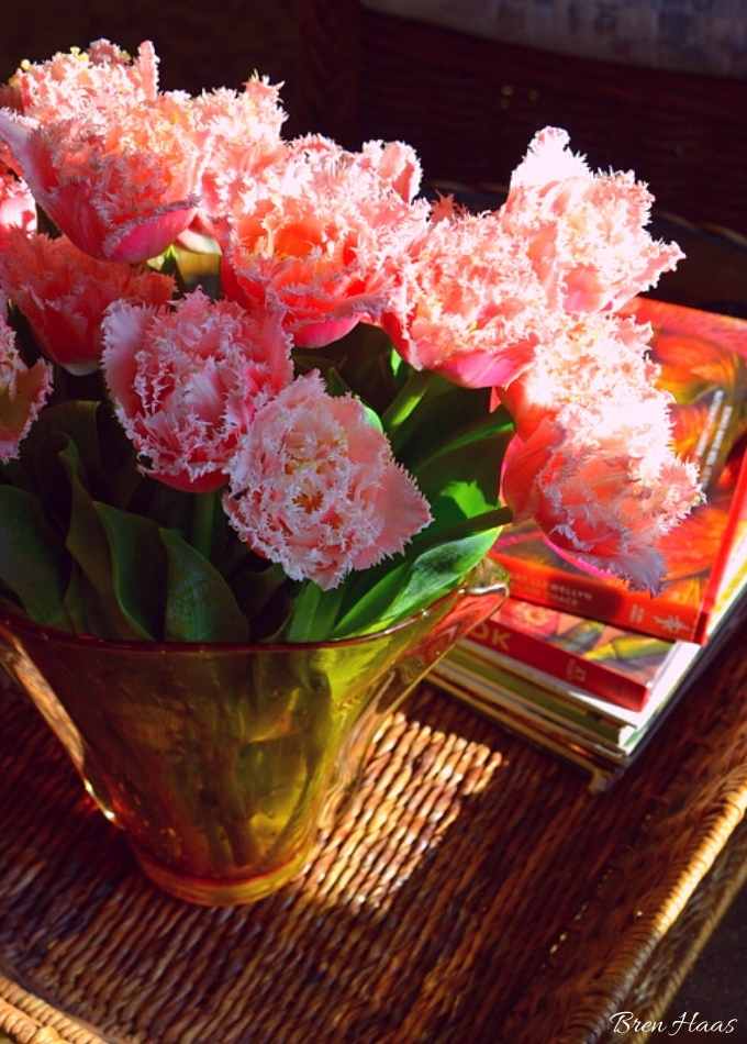 Queensland Tulips – Bren Haas