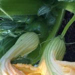 Mouth-Watering Cupcake Squash Recipe | Bren Haas