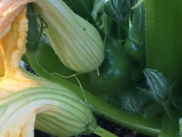 Mouth-Watering Cupcake Squash Recipe | Bren Haas