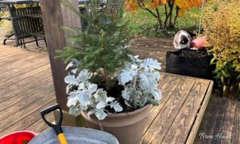 How to Create an Autumn Conifer Container Display – Bren Haas