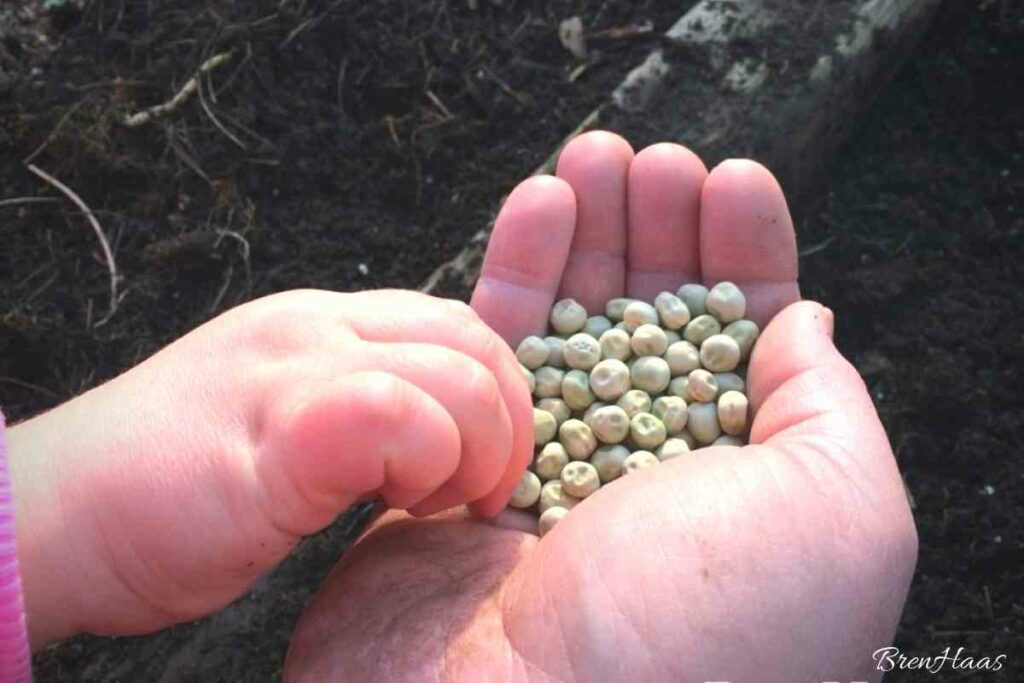 Growing Peas With Children in the Home Garden – Bren Haas