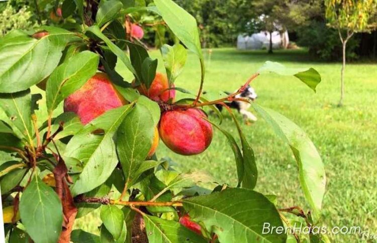 Why I Recommend The Pluot Tree in Home Garden – Bren Haas