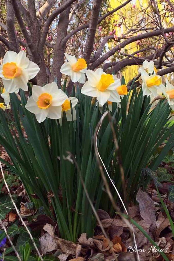 Magnolia Trees in My Ohio Garden – Creative Living with Bren Haas