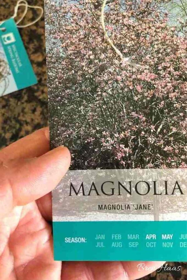 Magnolia Trees in My Ohio Garden – Creative Living with Bren Haas