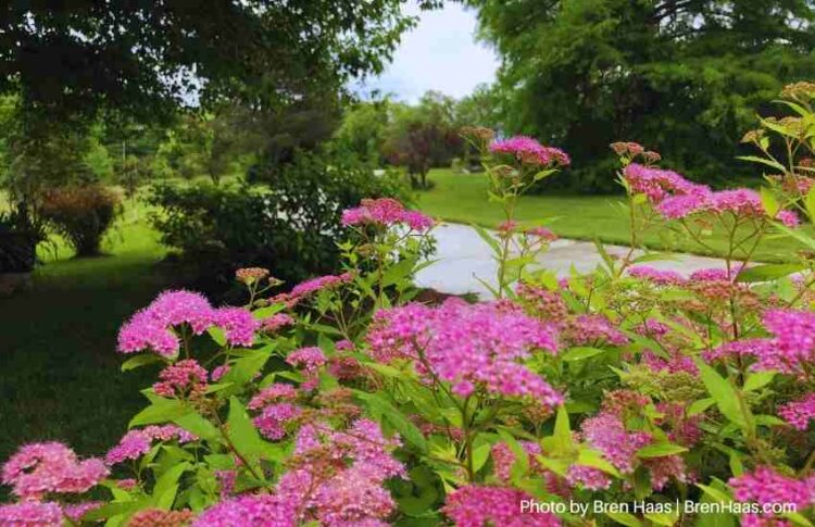 Early June in Northwest Ohio Garden Walk – Bren Haas