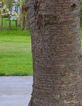 Black Tartarian Cherry Tree – Bren Haas