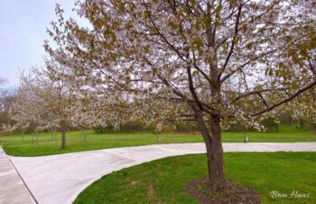 Black Tartarian Cherry Tree – Bren Haas