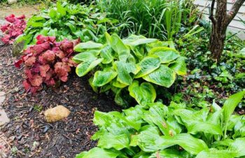 Royal Wedding Hosta – Bren Haas