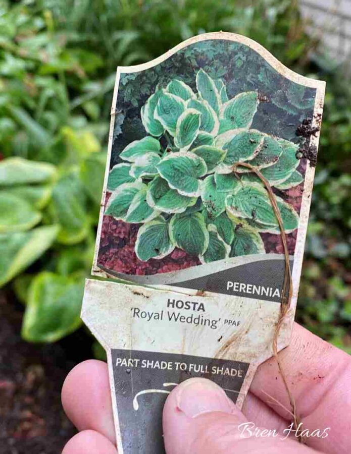 Royal Wedding Hosta – Bren Haas