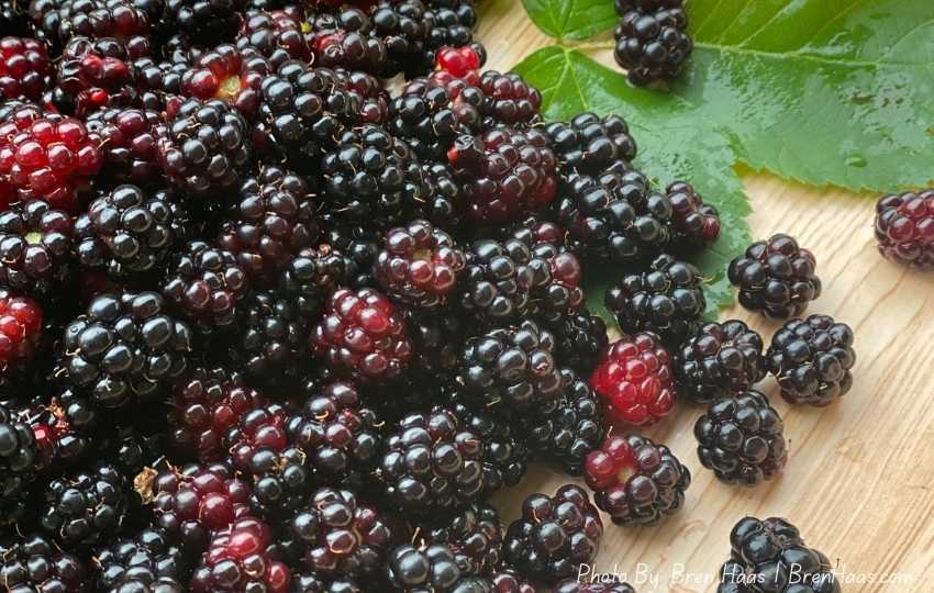 berry_woods – Bren Haas