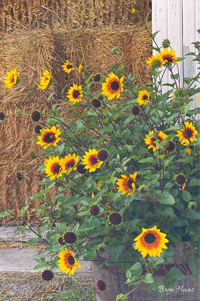tall rudbeckia – Bren Haas