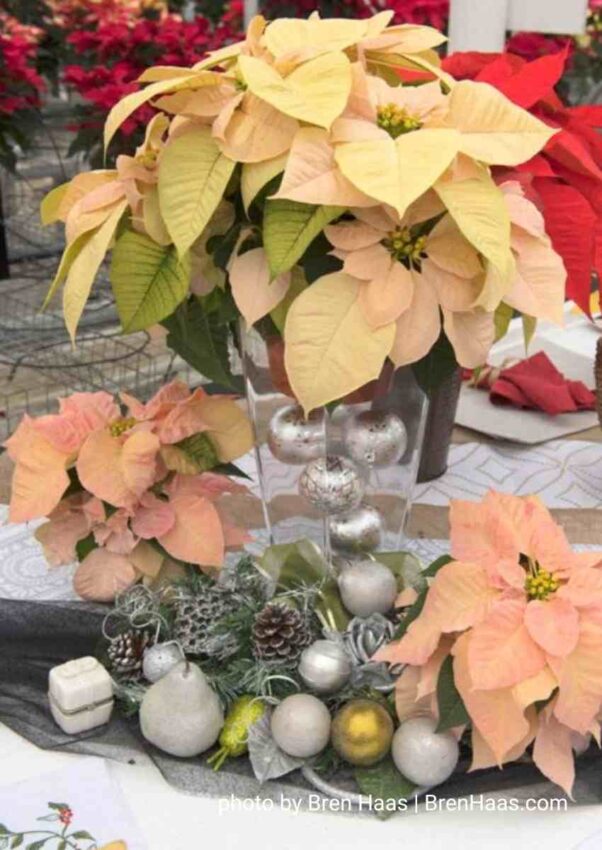 Fun Facts About The Poinsettia and Ecke Ranch – Bren Haas