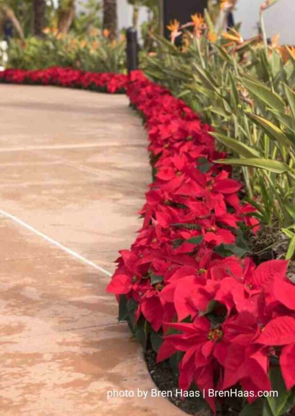 Fun Facts About The Poinsettia and Ecke Ranch – Bren Haas