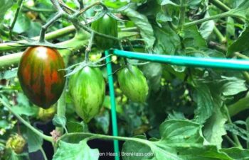Candyland Tomato In My Home Garden – Bren Haas