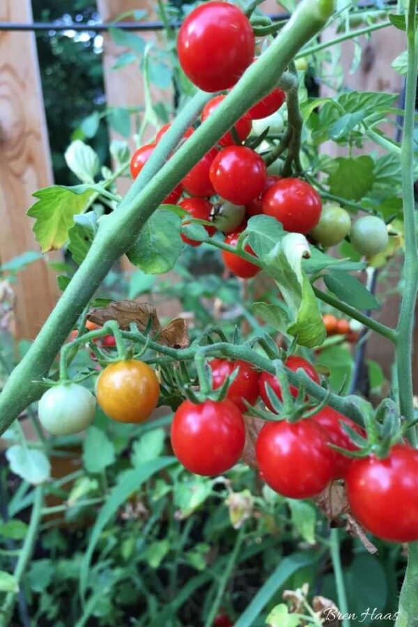 Candyland Tomato In My Home Garden – Bren Haas