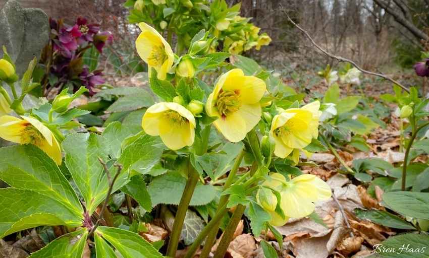 spanish flare hellebores – Bren Haas | Creative Living and Growing Website