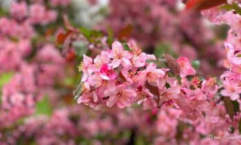Candymint Crabapple Tree – Bren Haas