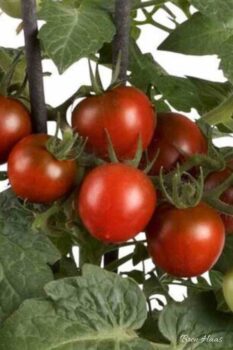New Home Garden Tomato Varieties – Bren Haas