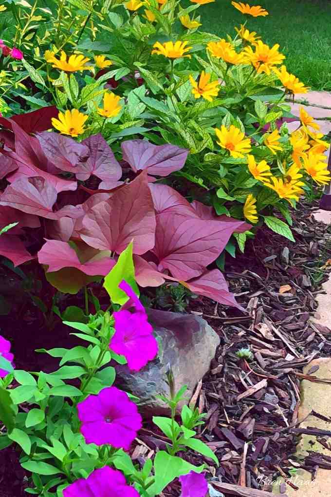 landscape petunia border – Bren Haas