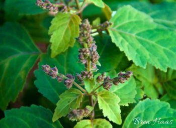 Everything I Love About Growing And Harvesting Patchouli – Bren Haas