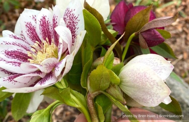 Hellebore Honeymoon Series – Bren Haas