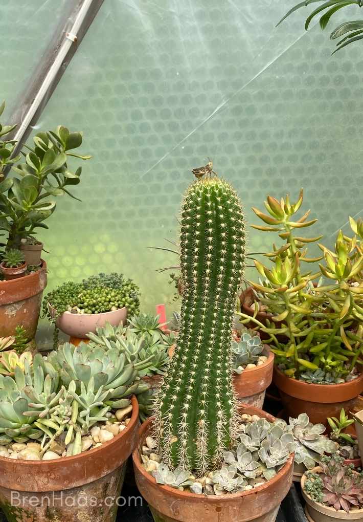 evil_grasshopper – Bren Haas