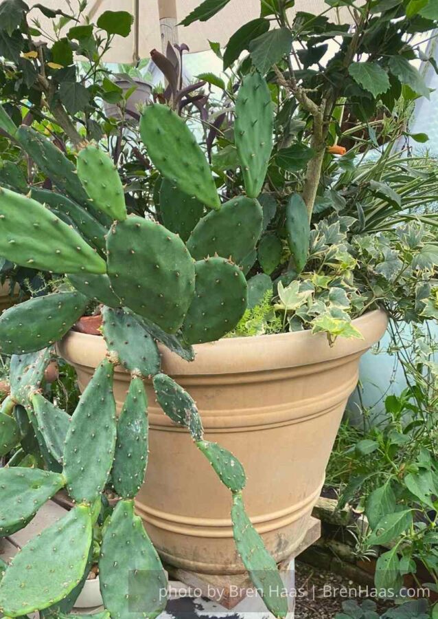 Creative Fun Facts About The Prickly Pear Cactus – Bren Haas