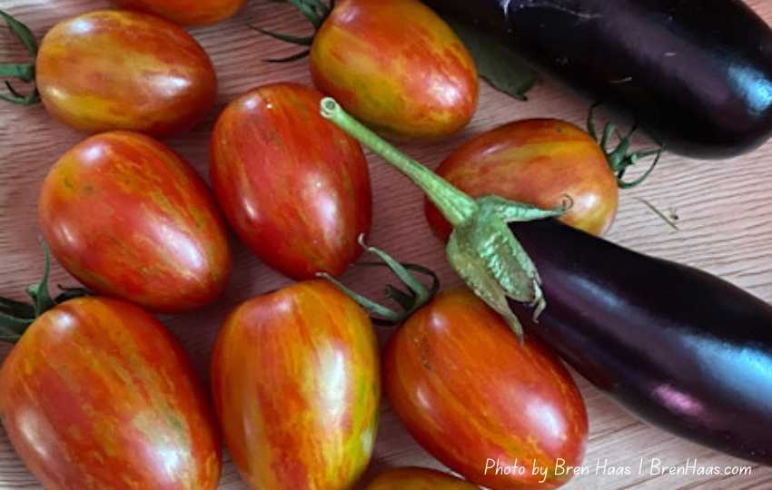 End of the Season Pepper and Tomato Harvest | Bren Haas