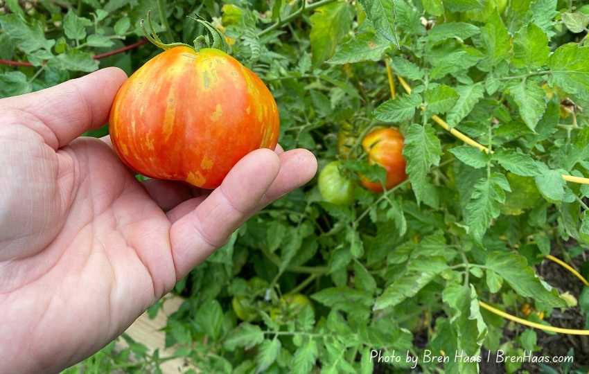 End of the Season Pepper and Tomato Harvest | Bren Haas