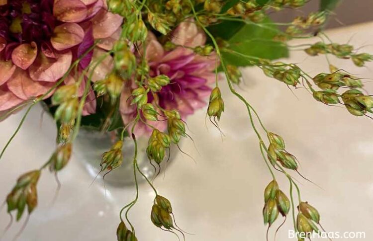 How to Grow Broom Corn – Bren Haas