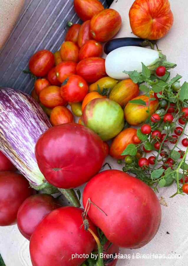 Spoon Tomato Review – Bren Haas