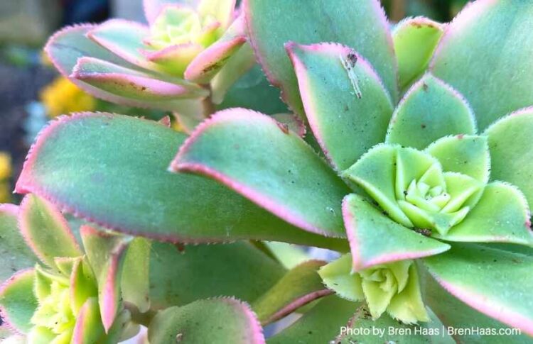 Playing with Succulents in the Dome VLOG – Bren Haas