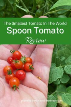 Spoon Tomato Review – Bren Haas