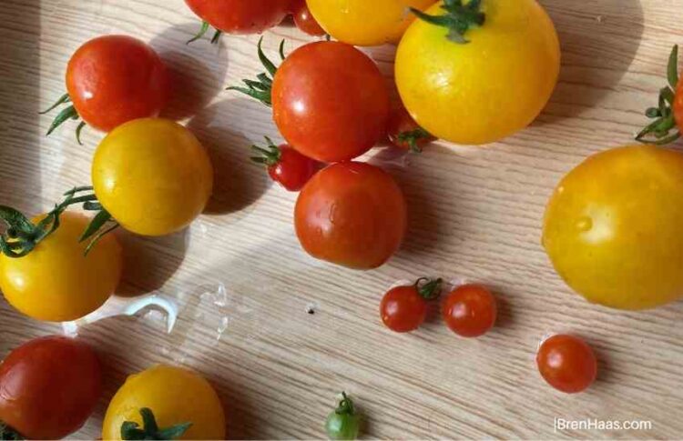 Spoon Tomato Review – Bren Haas