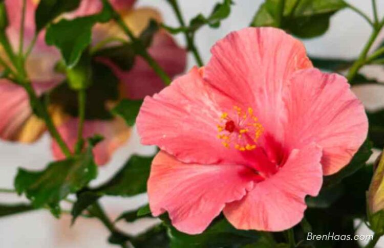 Hollywood Hibiscus Order From J.Berry Nursery – Bren Haas