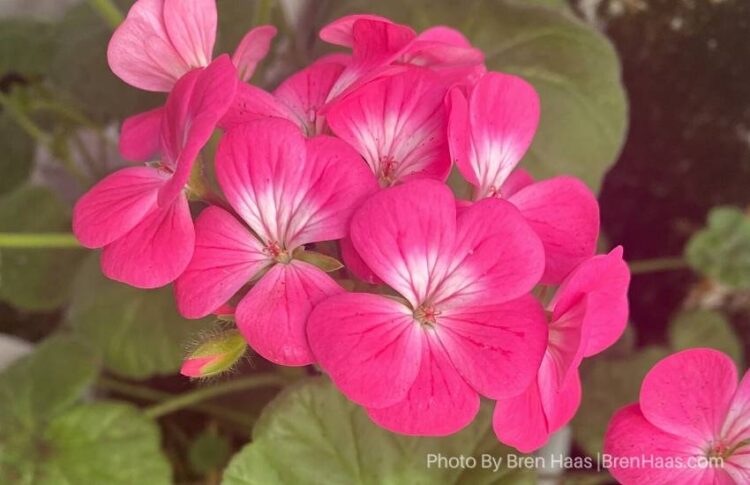 USDA Hardiness Zone Fun Facts – Creative Living with Bren Haas