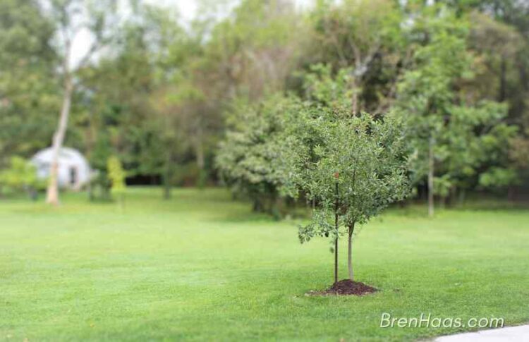 Canned Candy Apple Recipe – Bren Haas
