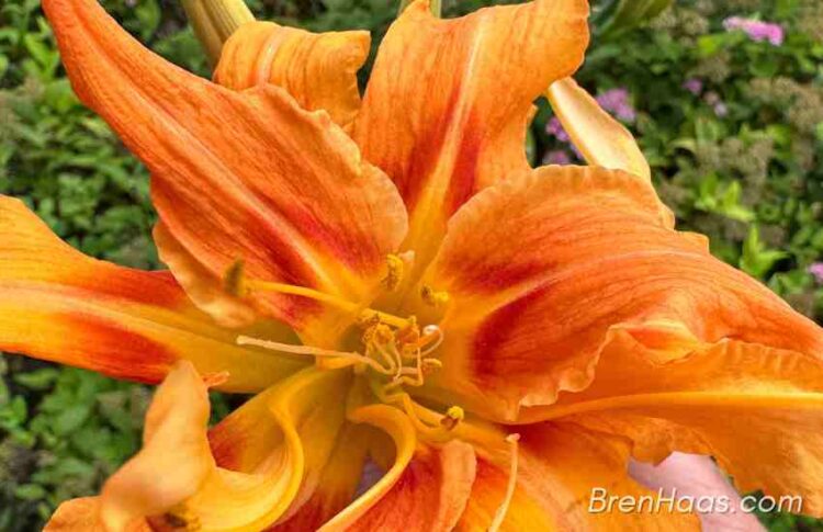 Double Orange Daylily in My Home Garden – Bren Haas