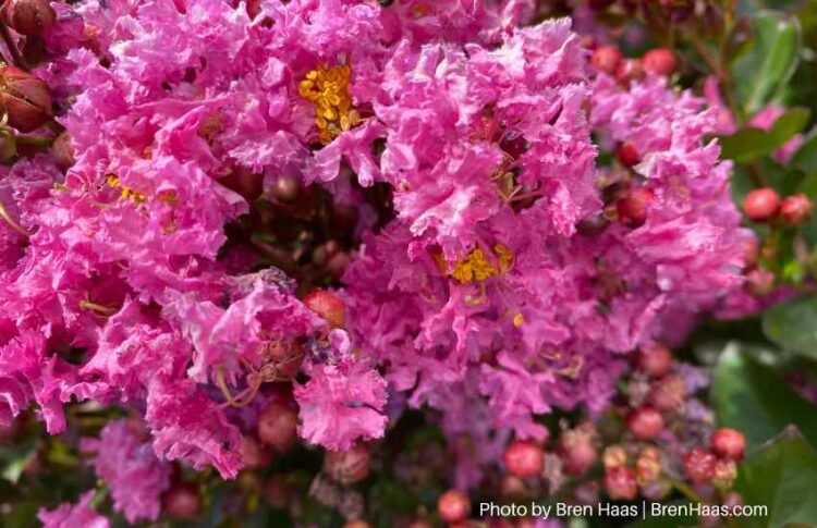 Lagerstroemia Spice Plum – Bren Haas