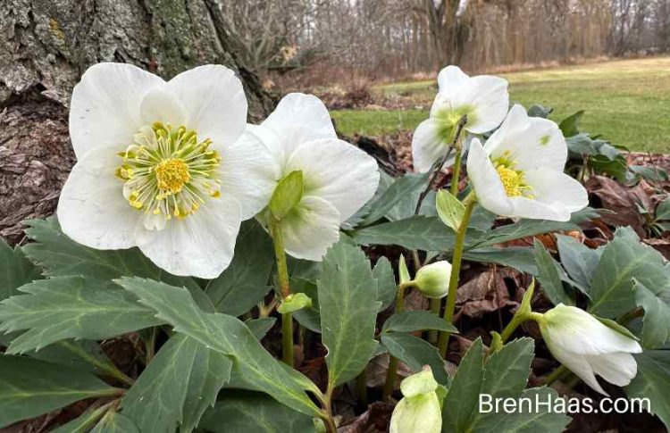 Hellebore Honeymoon Series – Bren Haas